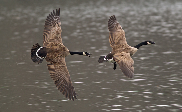 Geese – Mark Schaefer Photography