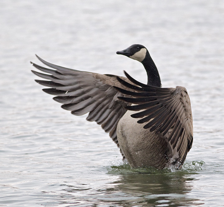 Geese – Mark Schaefer Photography