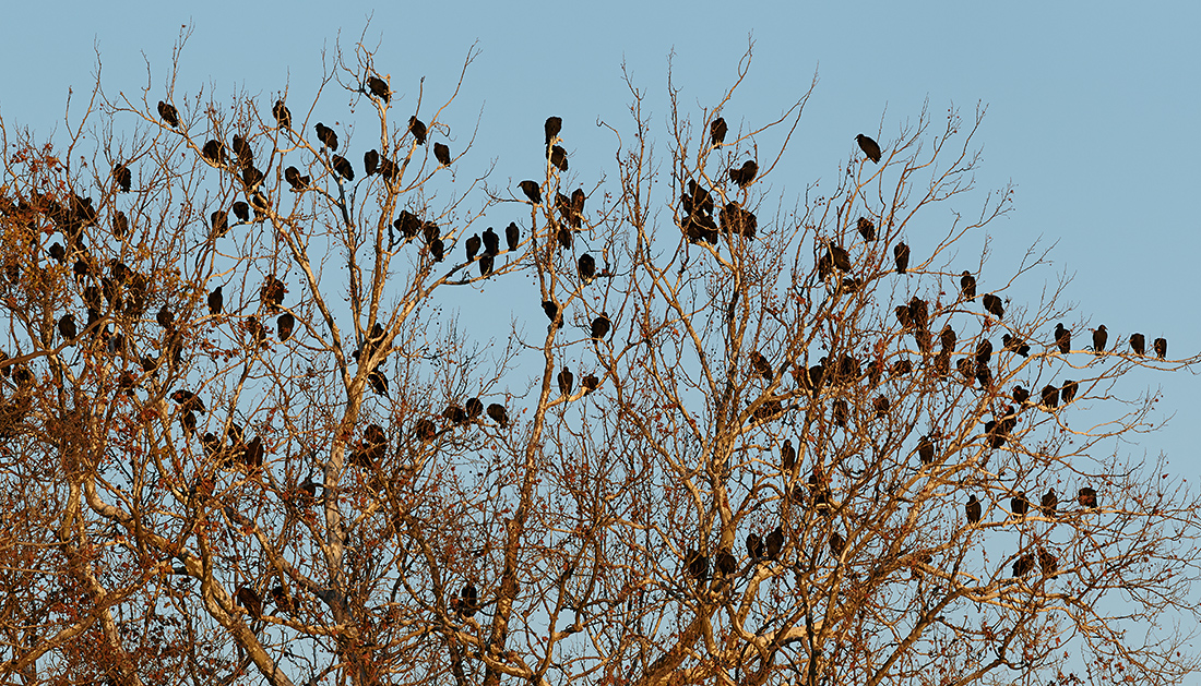 Cockeysville Vultures – Mark Schaefer Photography