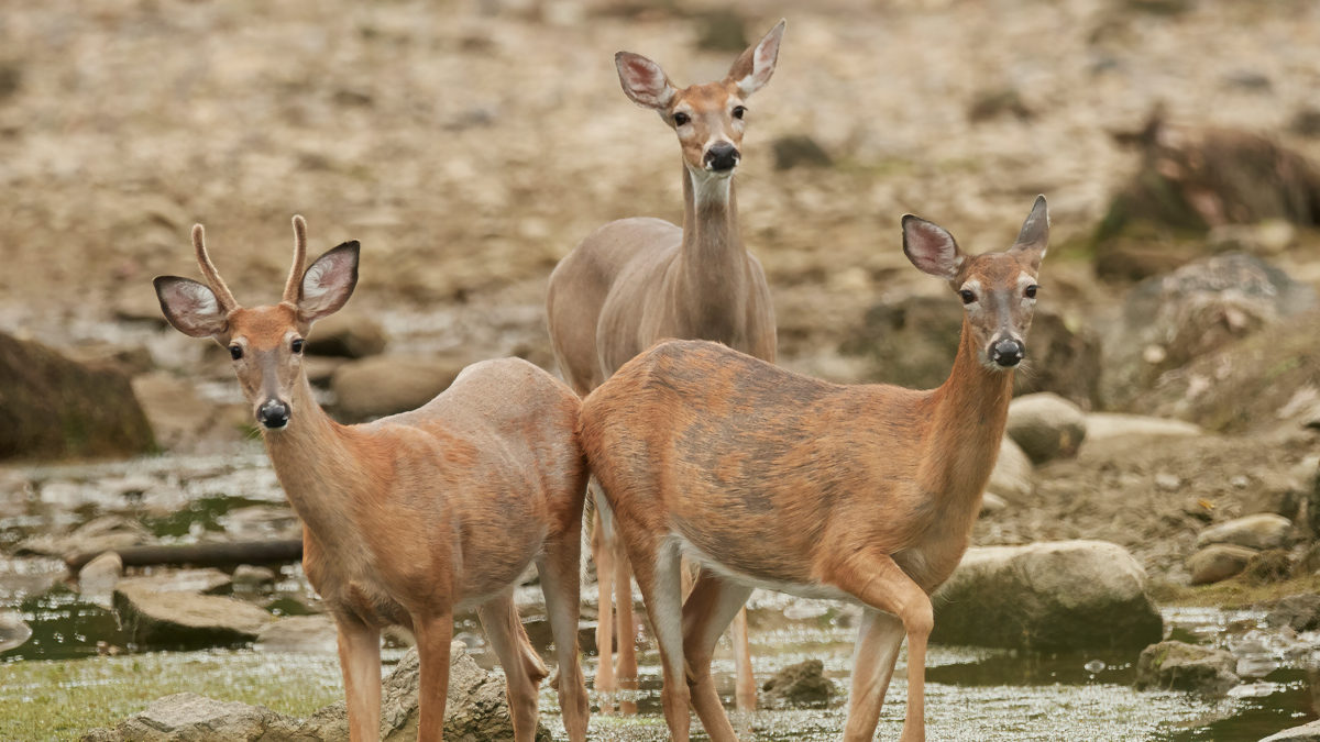 Three Deer Posing – Mark Schaefer Photography