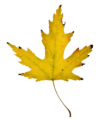 Light Box Leaves – Mark Schaefer Photography